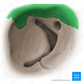 Frontal bone: Anatomy, borders and development | Kenhub