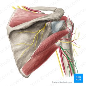Radial nerve: origin, course and function | Kenhub