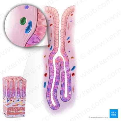 Arteriole: Structure and function | Kenhub