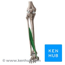 Músculo extensor longo do hálux: origem, inserção e ação | Kenhub