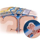 Learn human anatomy the fastest, most engaging and guided way @Kenhub