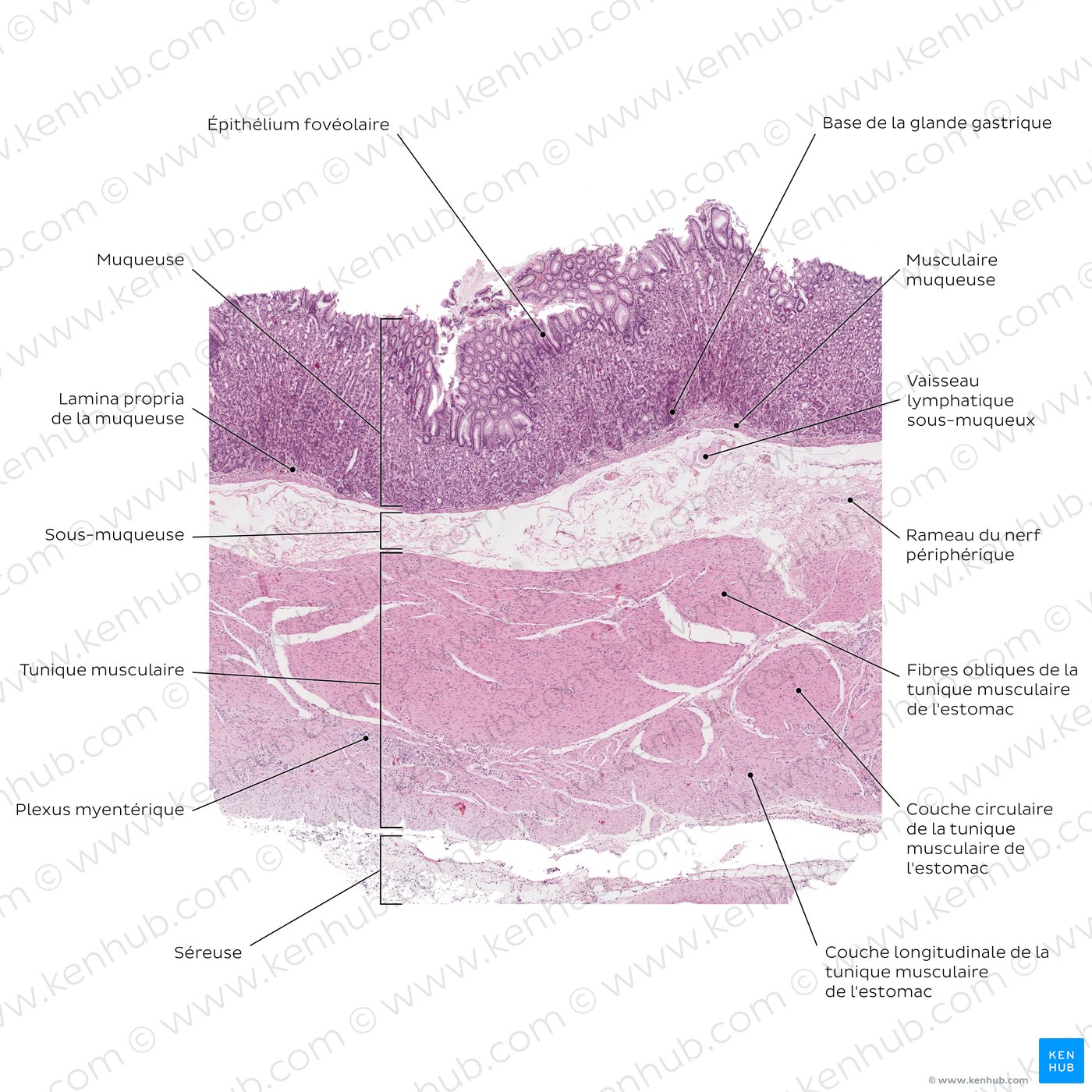 Estomac: Anatomie, fonction, vascularisation, innervation | Kenhub