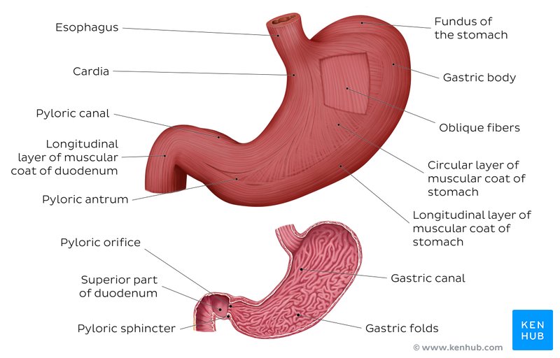 Stomach histology: Mucosa, glands and layers | Kenhub