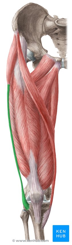 Tracto iliotibial: Anatomía, origen, inserción | Kenhub