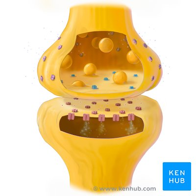 Chemical synapses: Structure, function and diagram | Kenhub
