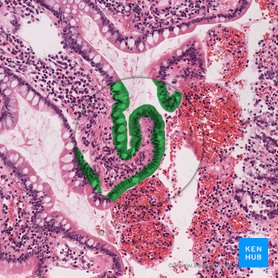 Simple columnar epithelium: Structure and function | Kenhub