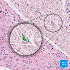 Ileum (Krummdarm) - Anatomie, Aufbau & Funktion | Kenhub