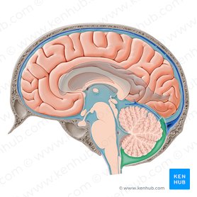 Ventricles of the brain: Anatomy and pathology | Kenhub