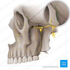Zygomatic bone: Surfaces, processes, functions | Kenhub