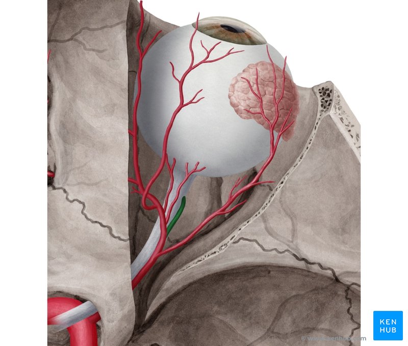 Arteria centralis retinae - Anatomie, Verlauf und Äste | Kenhub