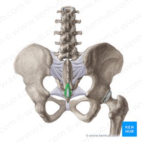 Sacrococcygeal junction: Anatomy, function | Kenhub