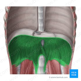 Diaphragma (Zwerchfell) - Anatomie, Aufbau & Funktion | Kenhub