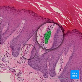 Tactile corpuscle: anatomy, location and function. | Kenhub
