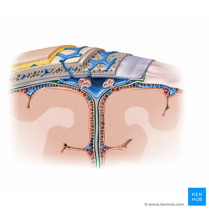 Subdural Space Anatomy And Structure Kenhub
