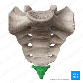 Coccyx: Anatomical structure and function | Kenhub