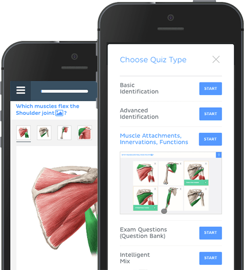 Crash course for anatomy | Kenhub