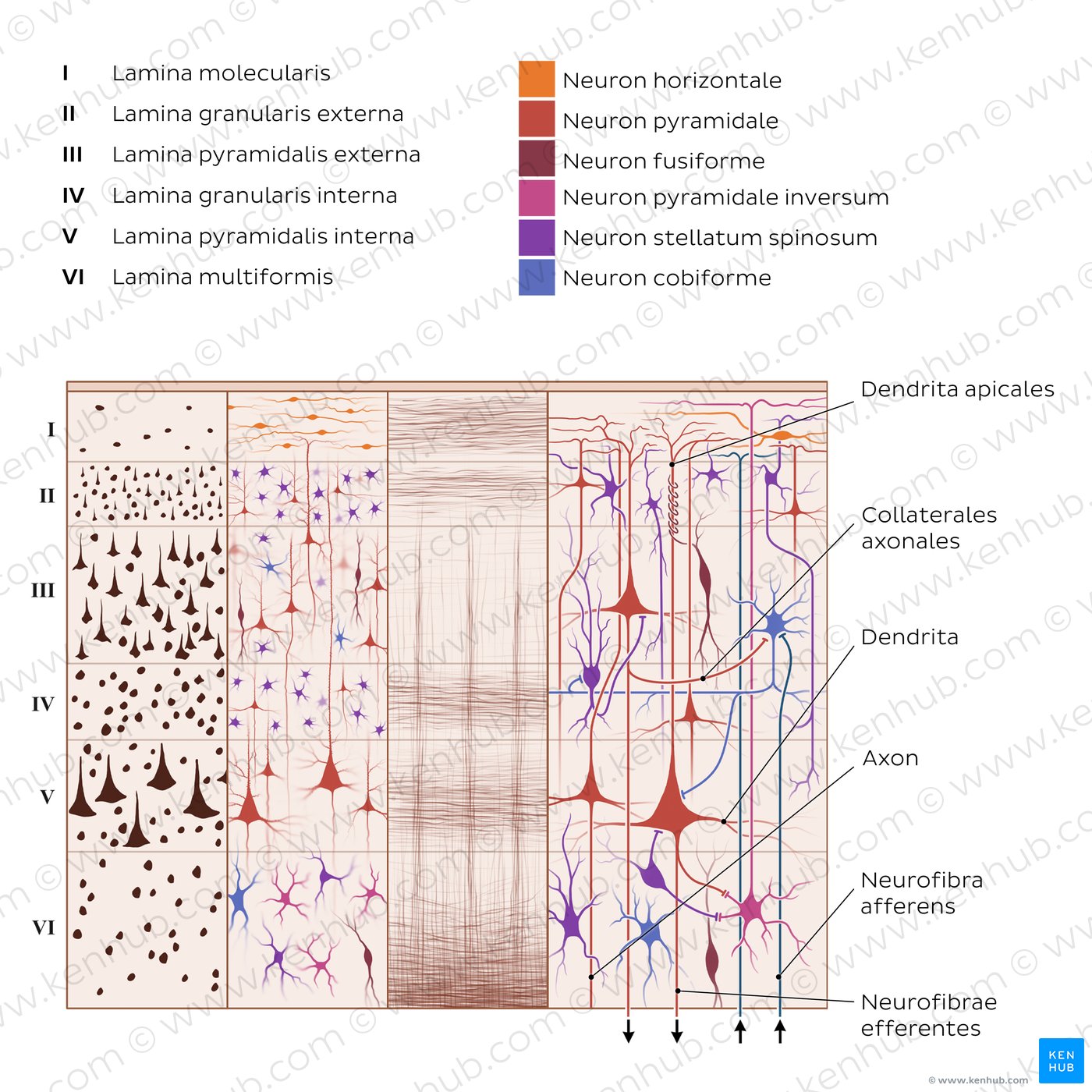 Neokortex (Isokortex): Anatomie, Schichten, Funktion | Kenhub