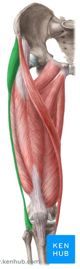 tensor fasciae latae function