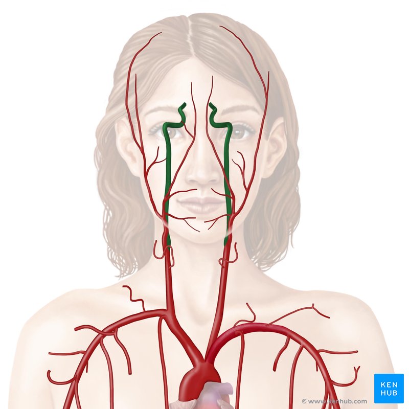 Arteria Carotis Verlauf Anatomie – EZND