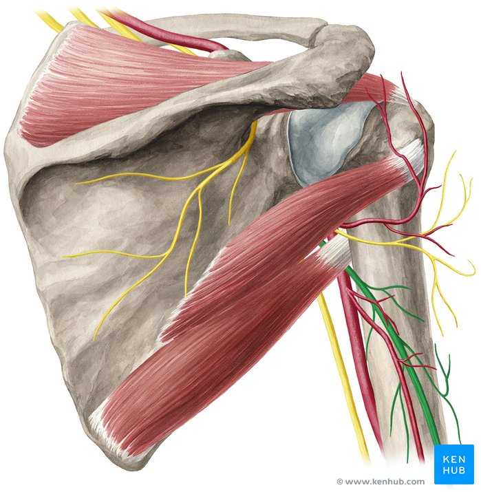Nervus radialis - Anatomie, Verlauf, Innervation & Läsion | Kenhub