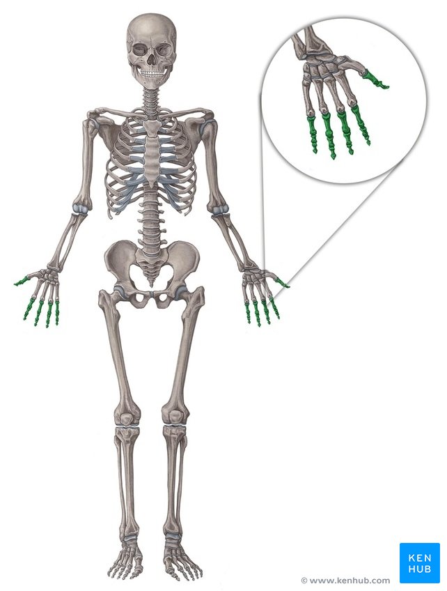 Fingergelenke - Anatomie, Aufbau, Mechanik & Muskulatur | Kenhub
