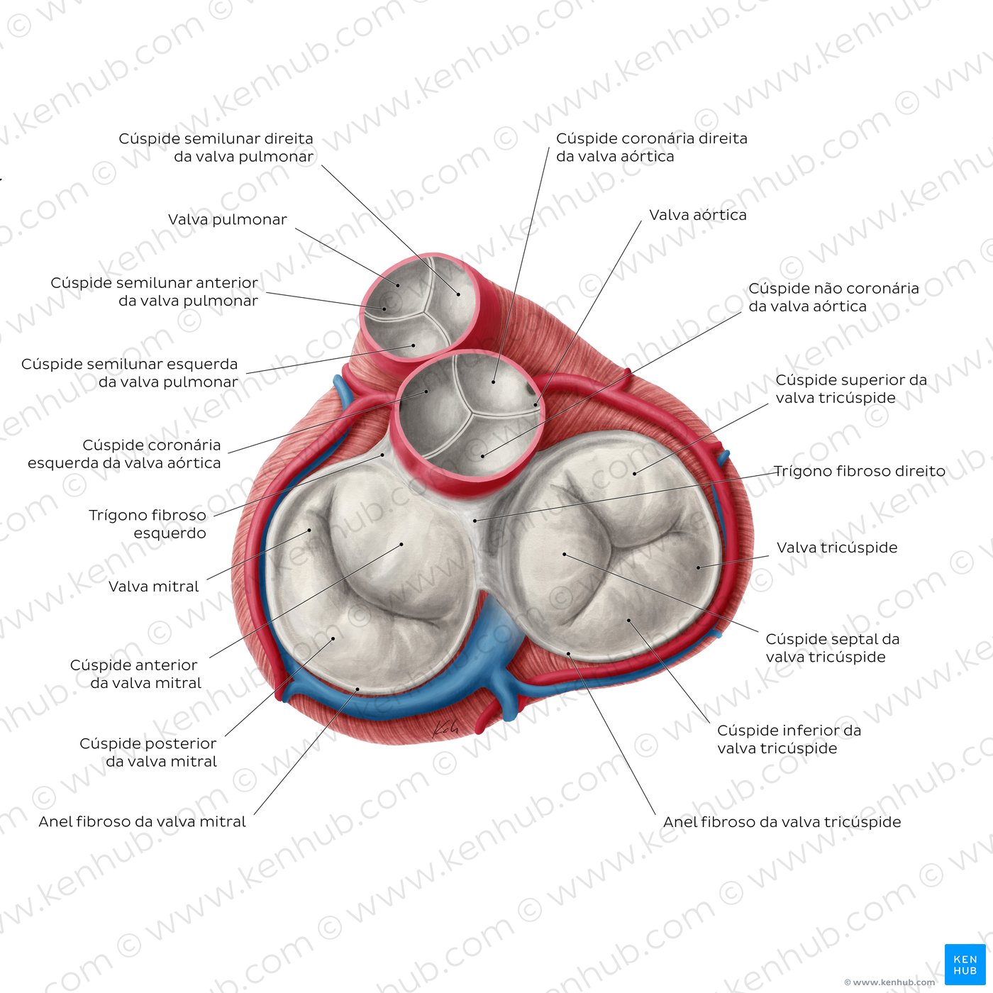 Quais Sao As Valvas Cardiacas - BRAINCP