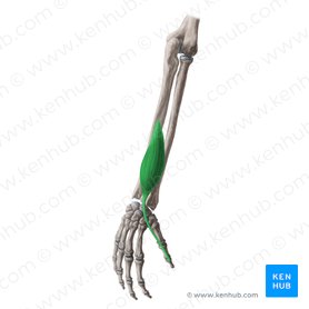 Radio y ulna (cúbito): Anatomía y funciones | Kenhub