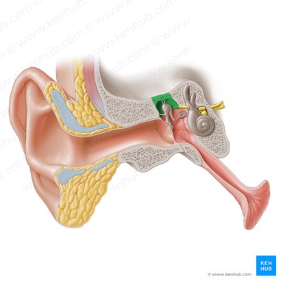 Middle ear: Anatomy, relating structures and supply | Kenhub