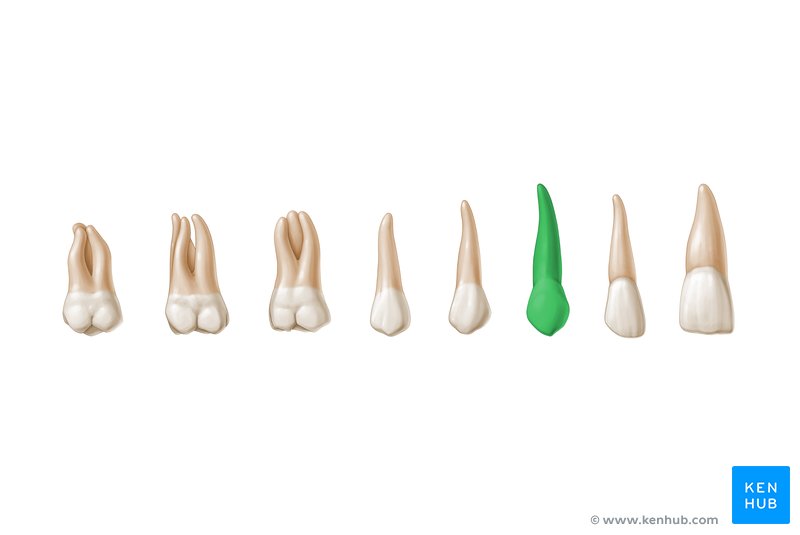 Canine tooth: anatomy, location and function | Kenhub