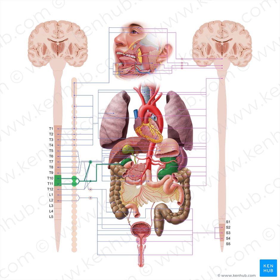 Sympathetic nervous system: Definition, anatomy, function | Kenhub