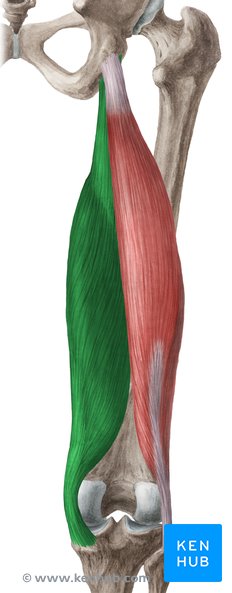 Musculus semimembranosus: Anatomie, Funktion & Versorgung | Kenhub