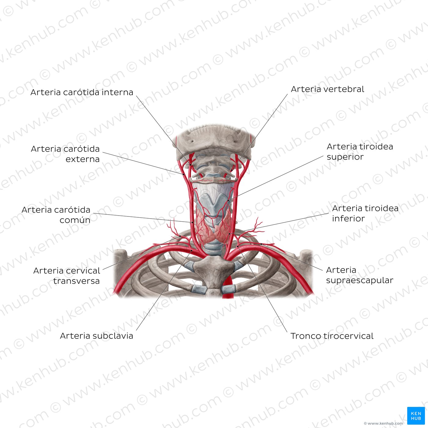 Glándula tiroides: Anatomía, hístologia, hormonas | Kenhub