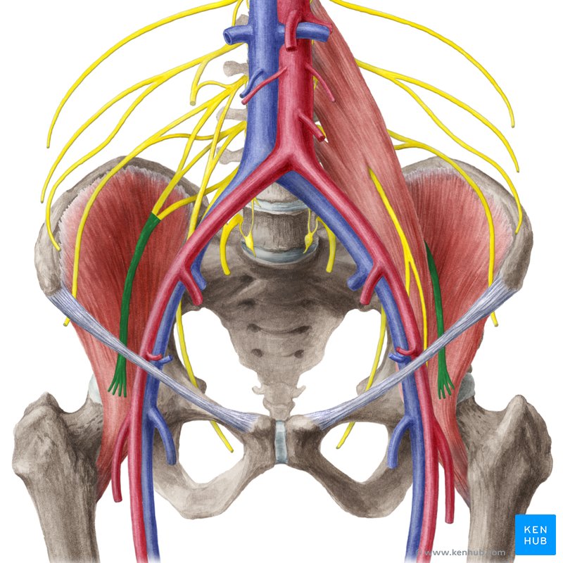 Nervus Sacralis Anatomie _ Sacral plexus: Anatomy, branches and ...