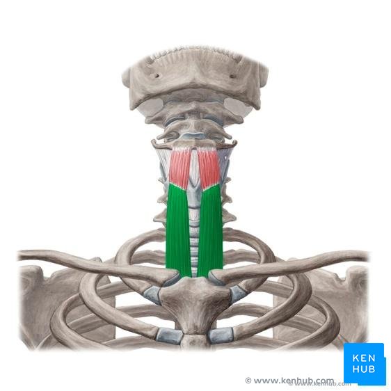 Sternothyroid: Origin, insertion, innervation, action | Kenhub