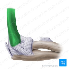 Elbow joint: Anatomy, ligaments, movements, blood supply | Kenhub