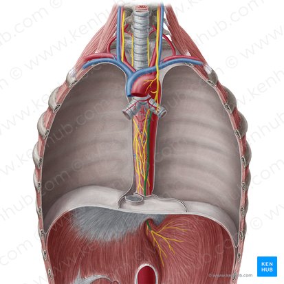 Leber und Gallenblase: Anatomie, Lage und Funktion | Kenhub