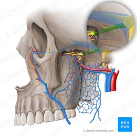 Dentes: Nomenclatura, numeração e anatomia | Kenhub