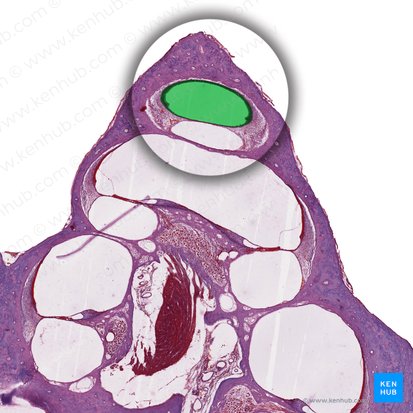 Inner ear: Anatomy | Kenhub