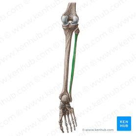 Fibula: Anatomy, bone landmarks and clinical aspects | Kenhub