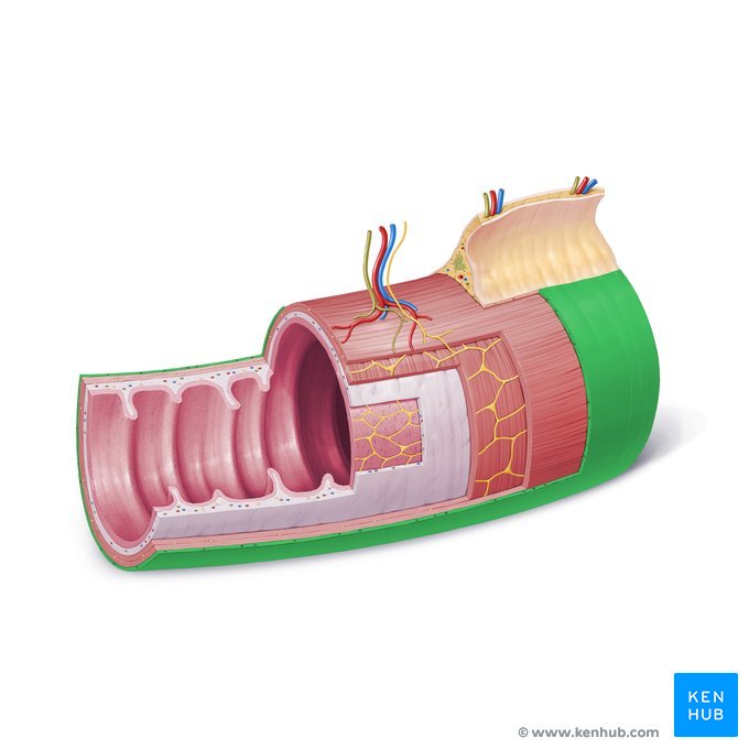 Esophagus Serosa Tissue