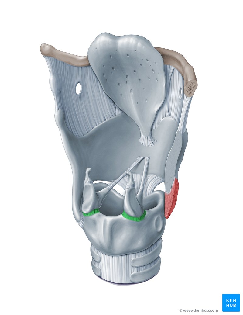 Cricoarytenoid and cricothyroid joints: Anatomy | Kenhub