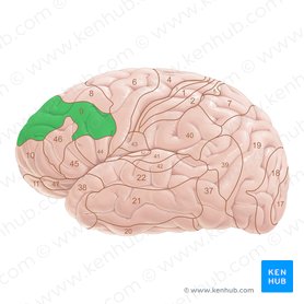 Brodmann areas: Anatomy and functions | Kenhub