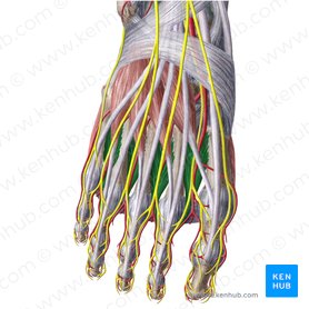 Dorsal interossei of foot: Attachments, supply, action | Kenhub