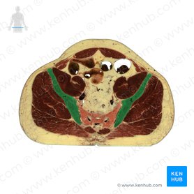 Ilium: anatomy and function | Kenhub