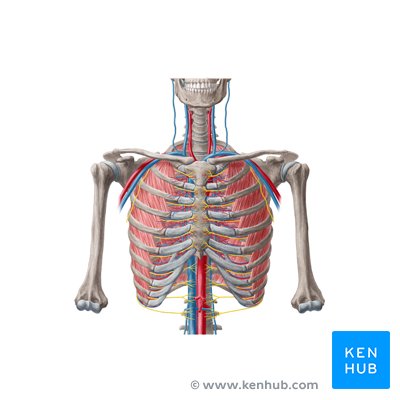 Tórax: Anatomía, caja torácica, cavidad, órganos, nervios | Kenhub