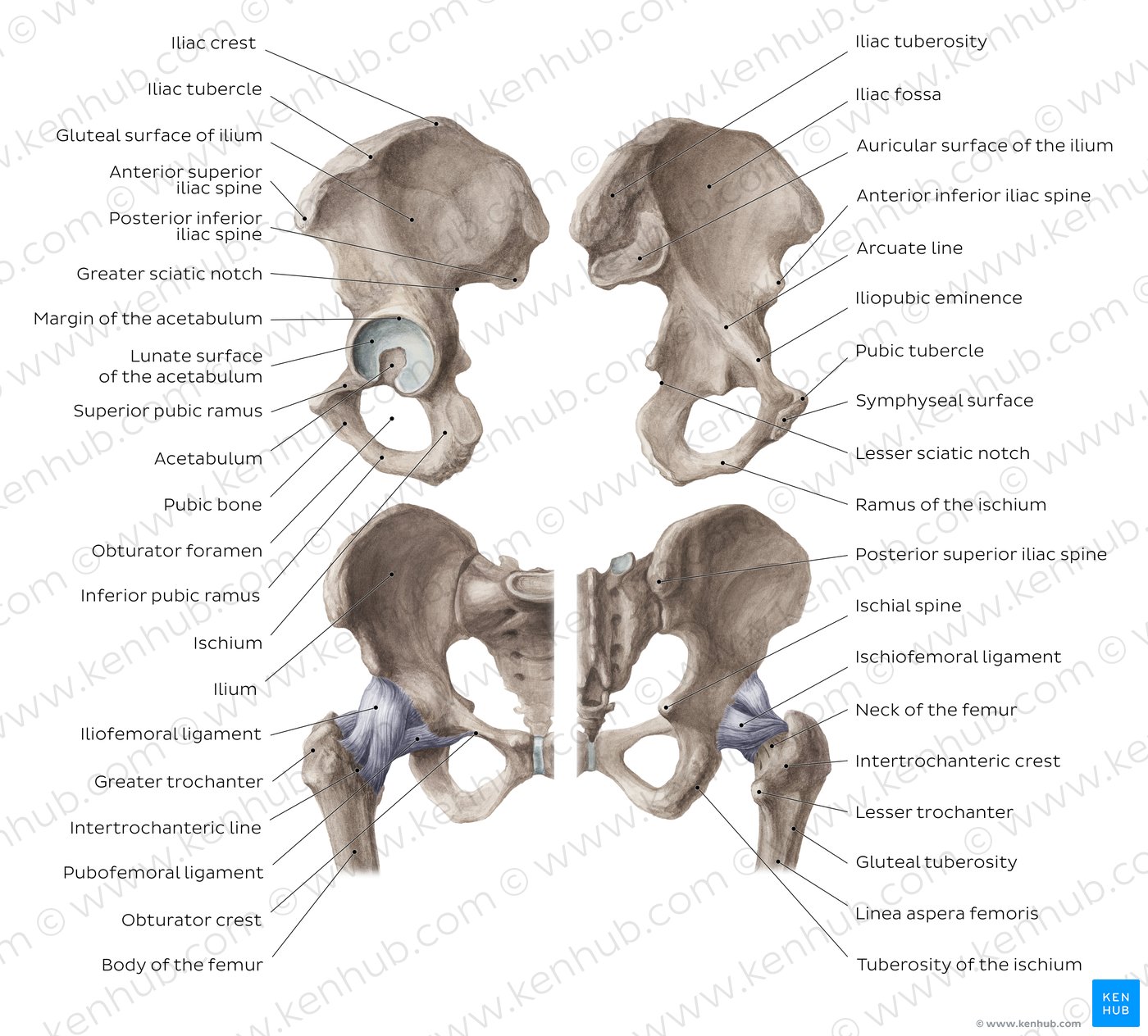 Lower limb anatomy: Bones, muscles, nerves, vessels | Kenhub