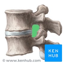 Intervertebral foramen: Anatomy and function | Kenhub