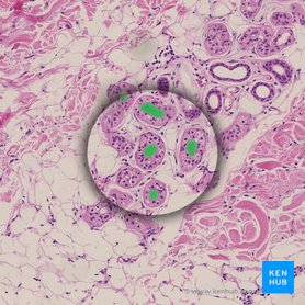 Lumen: terminology and anatomy | Kenhub