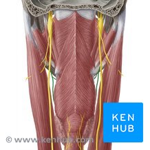 superior laryngeal nerve function