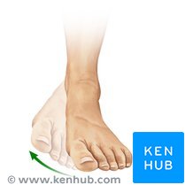 Inversion of foot: Movement, joints and muscles involved | Kenhub